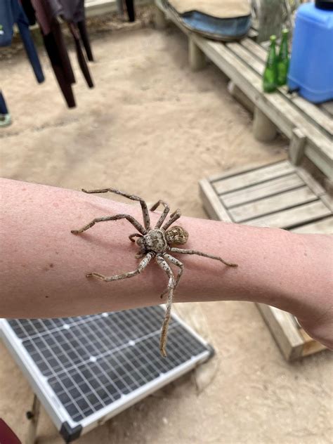 Pretty Girl R Spiders