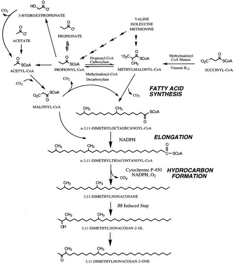 Blattodean Pheromone Biosynthetic Pathways Utilize Fatty Acid