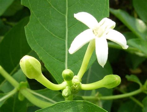 Morinda Coreia Eflora Of India