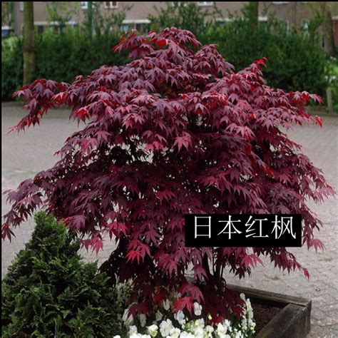 十大必入枫树品种 枫树盆景品种排名 哪个品种的枫树最名贵 第4页 大山谷图库
