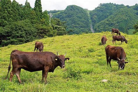 ブランド和牛のルーツは但馬にあり但馬牛 豊岡市観光公式サイト