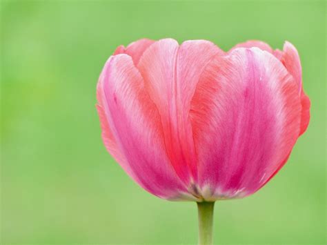 Tulipán Tavaszi Virág Ingyenes Fotó A Pixabay En Pixabay