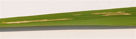 Yolo Object Detection Model By Yolo V5