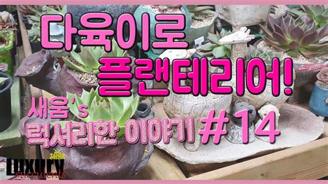 다육이 인테리어 다육 플랜테리어하기 새움의 럭셔리한 다육 이야기 14탄 럭셔리다육 010 8762 1298 Youtube