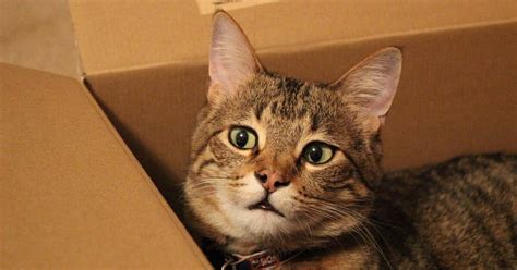 Come Creare Un Box Plot In Microsoft Excel