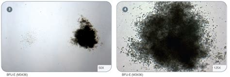 诺为生物是eBioscience Miltenyi STEMCELL SunJinLab LGC Lucigen Biosearch授权