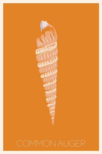 Common Auger Shell Stevethomasart