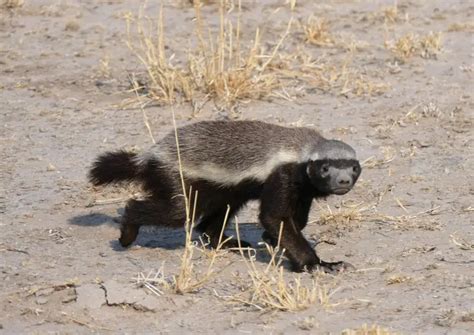 Ratel Faits Alimentation Habitat And Photos Sur Animaliabio