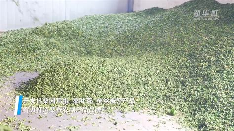 江苏睢宁桑蚕产业铺就致富新丝路 凤凰网视频 凤凰网