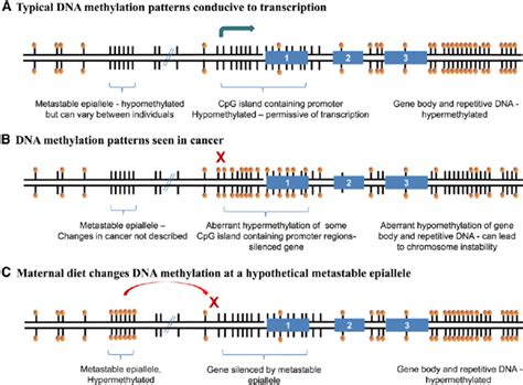 DNA Methylation Patterns At Different Types Of Genetic Loci And How The