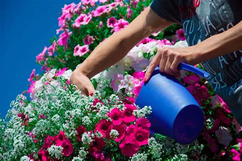 Как ухаживать за растениями на балконе