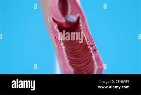 Model Of The Structure Of Female Reproductive System On Blue Background