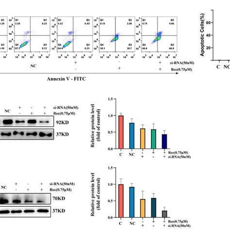 β Catenin Pathway Silencing Induces Apoptotic Death In Crc Cells A Download Scientific
