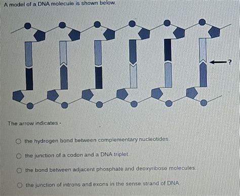 Solved A Model Of A Dna Molecule Is Shown Below The Arrow Indicates The Hydrogen Bond Between