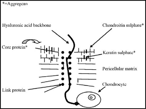 Graphic Representation Of Structure Of Proteoglycan Molecules Of Download Scientific Diagram