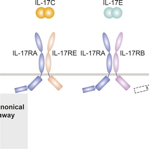 Pdf Targeting Interleukin 17 In Chronic Inflammatory Disease A Clinical Perspective