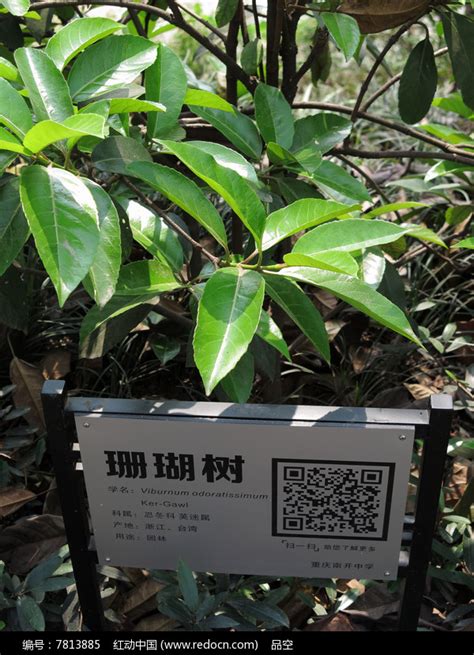 珊瑚树高清图片下载 红动中国