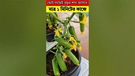 ছোট গাছেই প্রচুর শসা আসবে মাত্র ১ মিনিটের কাজে শসা চাষ পদ্ধতি Trending Viralvideo