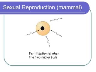 Sex Cells And Fertilisation PPT