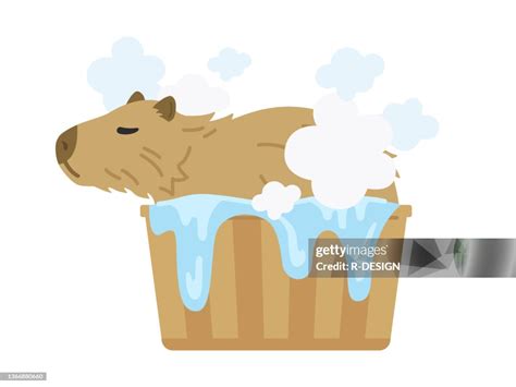 An Illustration Of A Capybara Entering A Hot Spring High Res Vector