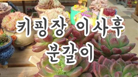 다육이키핑장 이사후 분갈이 했어요~ Youtube