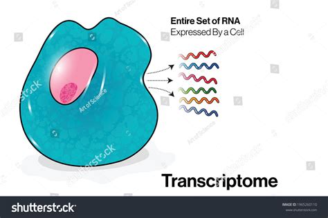 Ilustración Del Transcriptoma Del Arn De Vector De Stock Libre De