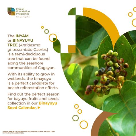 Treeviaoftheday 🌱 The Forest Foundation Philippines