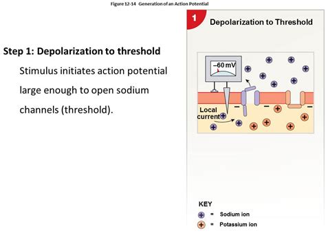 Action Potential Propagation Steps