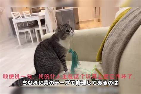 今天利用陷阱逗逗猫咪！躲猫猫猫咪的迷惑行为撸猫猫咪陷阱行为