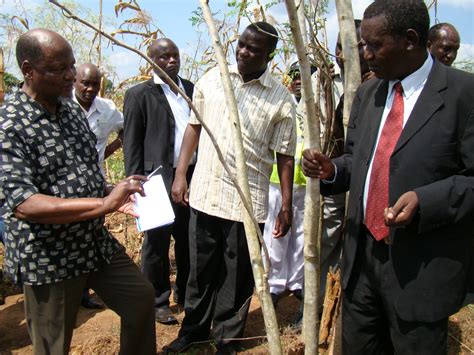 Inawezekana Mti Wa Mlonge