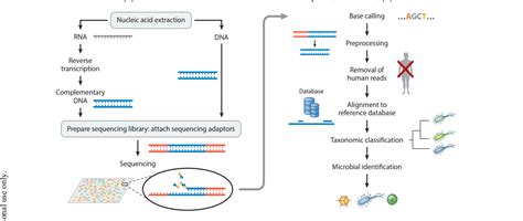 The Second And Third Generation Sequencing Systems Free Essay Example