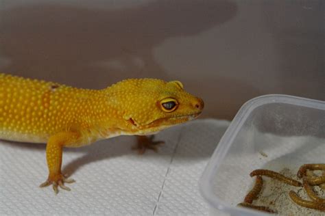 레게 블러드 썬글로우 블썬 과 영양제에 관해 레오파드 게코 소니 R1 네이버 블로그