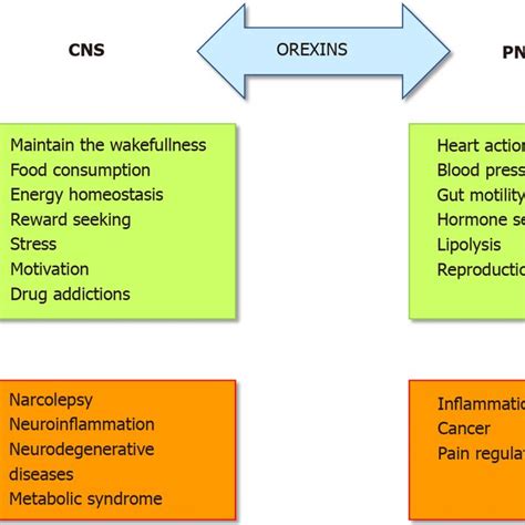 Pathophysiological Roles Of Orexinsorexins Receptors System Cns Download Scientific Diagram