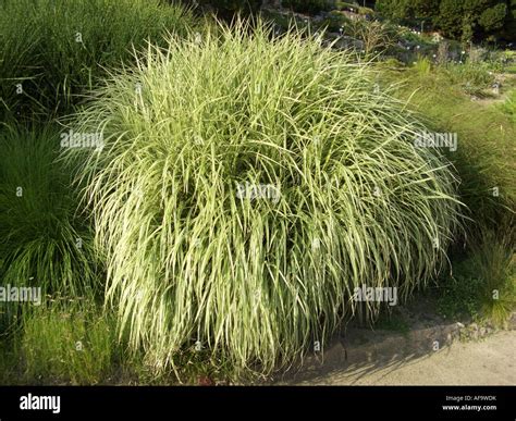 Chinese Silver Grass Zebra Grass Tiger Grass Miscanthus Sinensis Variegatus Miscanthus
