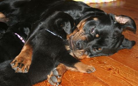 Esmond Rottweilers Rottweiler Breeder Ontario Canada Rottweiler