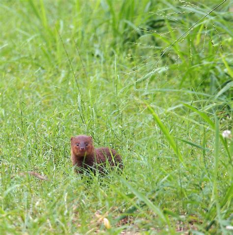 The Small Asian Mongoose Herpestes Javanicus