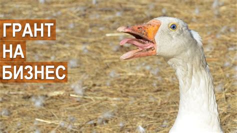 Как получить грант на развитие бизнеса Программа поддержки начинающего фермера Гусиная ферма