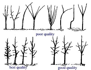 Selecting Trees Planting Landscape Plants Edward F Gilman UF IFAS