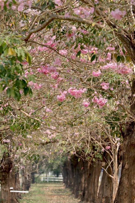 นับวันรอ ดอกชมพูพันธุ์ทิพย์ บานสะพรั่ง ที่ม เกษตรศาสตร์ กำแพงแสน
