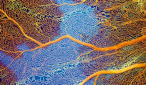 Best Images About Fractal Forms In Nature On Pinterest Patterns In Nature Cross Section