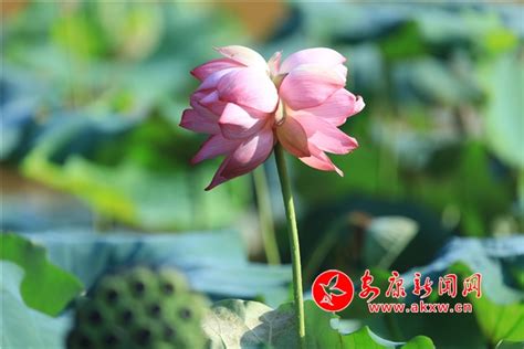 惊喜“莲莲”！罕见并蒂莲现身汉阴 汉阴县人民政府