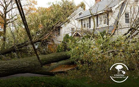 Managing Tree Root Problems Identification And Prevention Tips