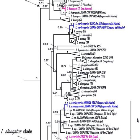 Phylogenetic Relationships Using Bayesian Inference 50 Consensus
