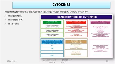 Structure And Function Of MHC PPTX