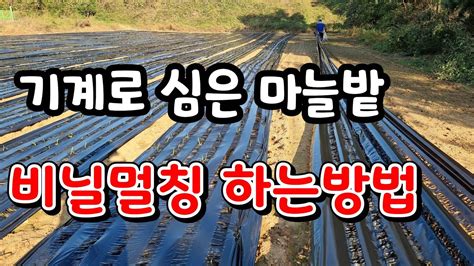 마늘파종기로 심은 마늘밭 비닐멀칭 하는방법 Youtube