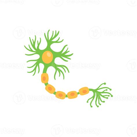 Human Sensory Neuron Model For Biology Studies 14612217 Png