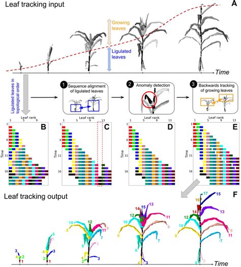 Leaf Tracking In A Time Series Of 3d Maize Plant Segmentations A Input Download Scientific