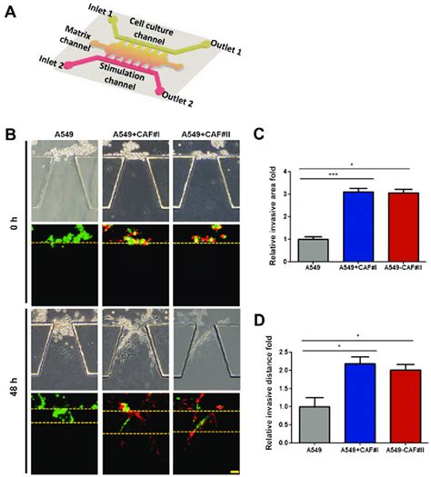Cafs Promote The Invasion Of Lung Adenocarcinoma Cells A Diagram Of