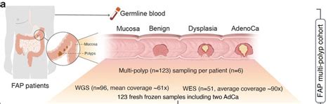 Polyclonal Premalignant Colorectal Genomic Genetic Premalignant