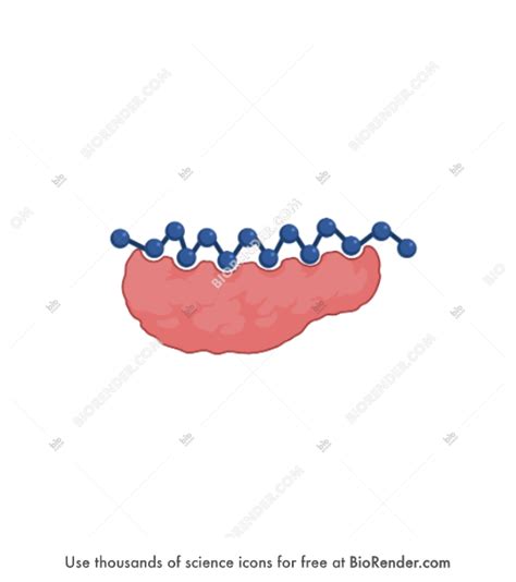 Free Mhc Class Ii Binding Groove With Peptide Icons Symbols